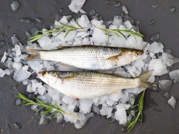 GREY MULLET – Adam Seafood | Fresh Seafood and Fishmonger's